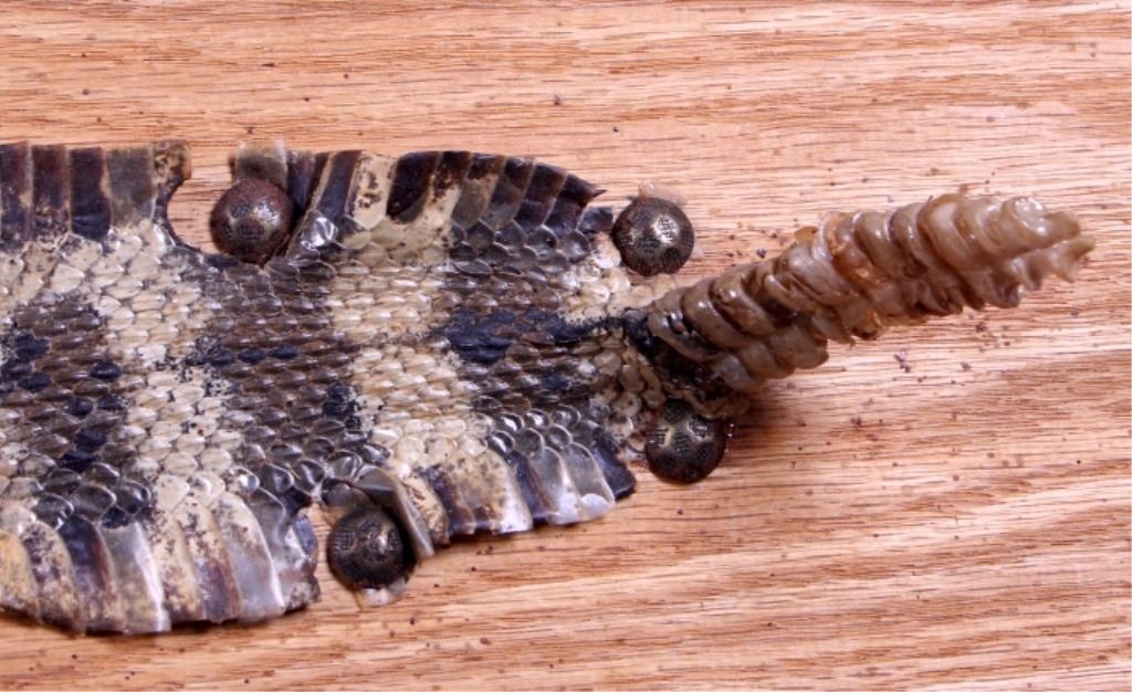 Montana Rattlesnake Skin Mount