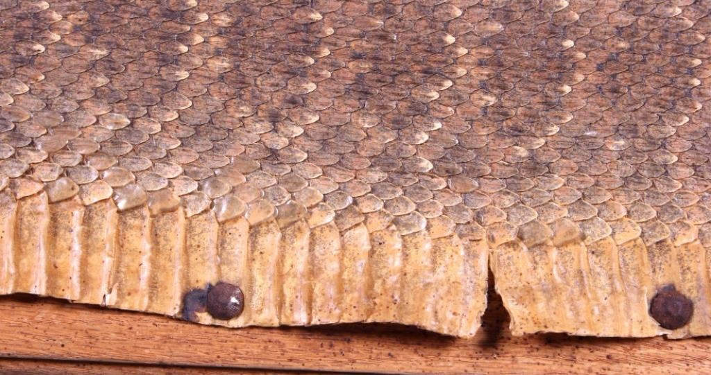 Montana Rattlesnake Skin Mount
