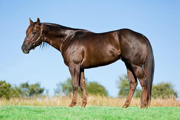 Famous Bond - 2011 Chestnut AQHA Stallion