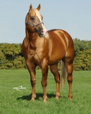 Flaming Fire Water - AQHA Stallion