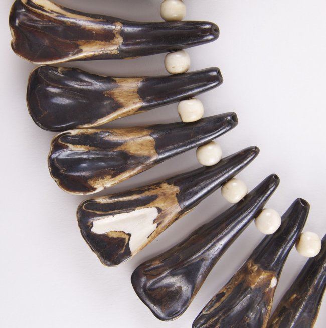Exotic vintage Native American Buffalo teeth with