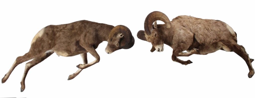 Bighorn Sheep Ram Two Full Mounts Charging