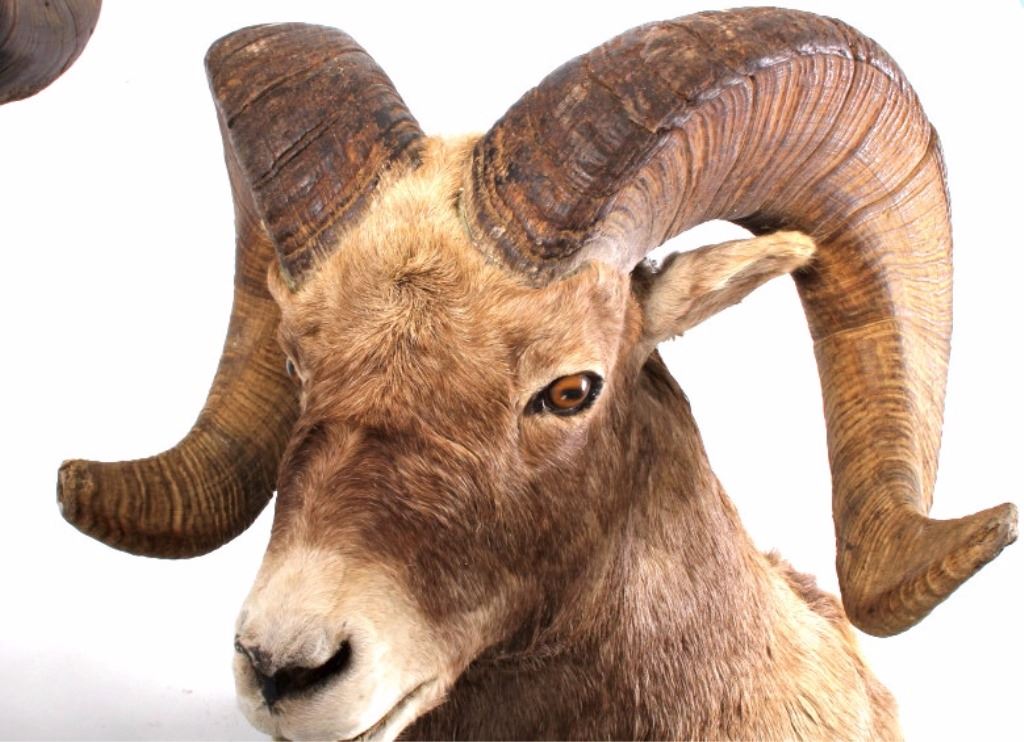 Bighorn Sheep Ram Two Full Mounts Charging