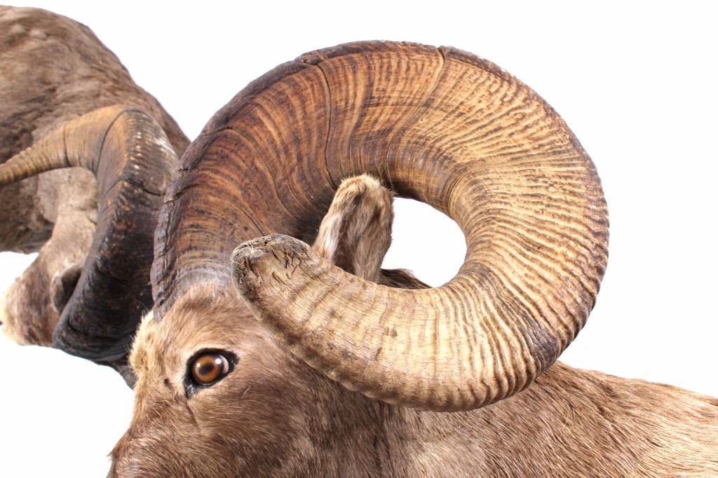 Bighorn Sheep Ram Two Full Mounts Charging