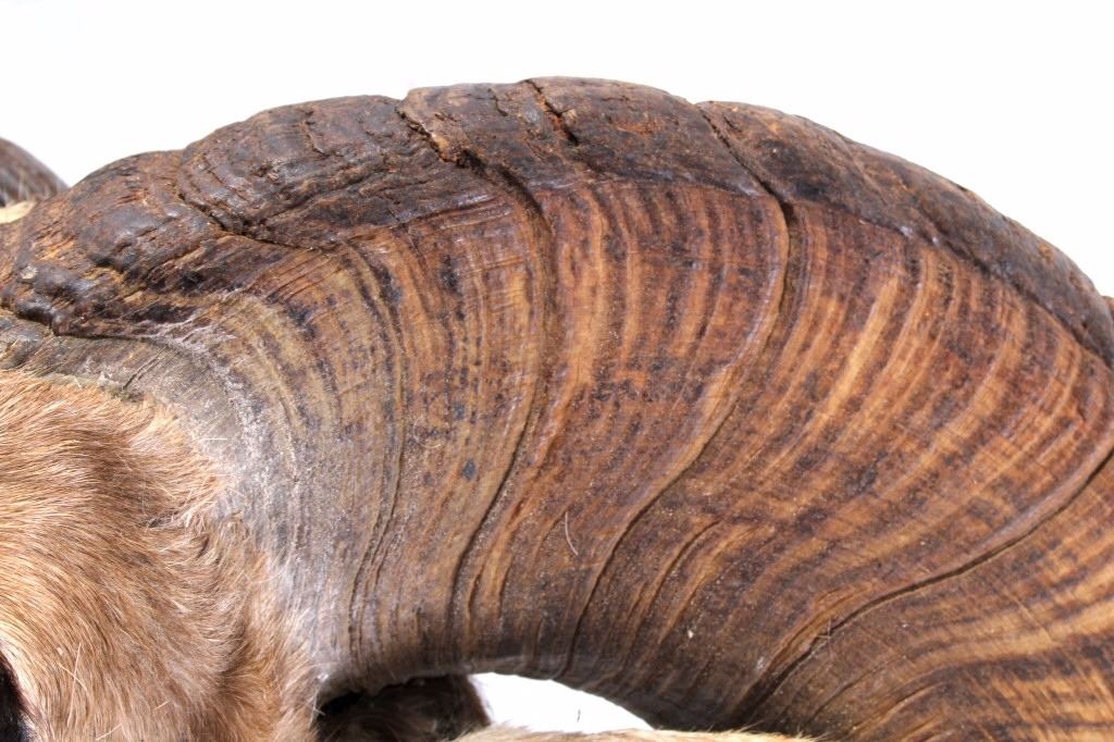 Bighorn Sheep Ram Two Full Mounts Charging