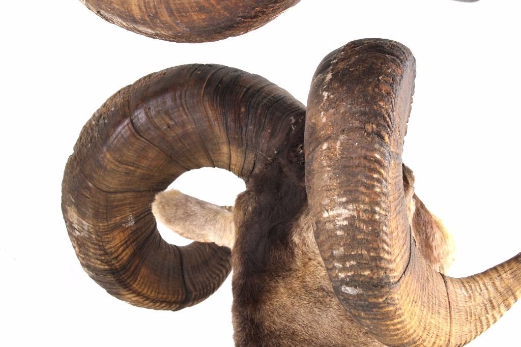 Bighorn Sheep Ram Two Full Mounts Charging