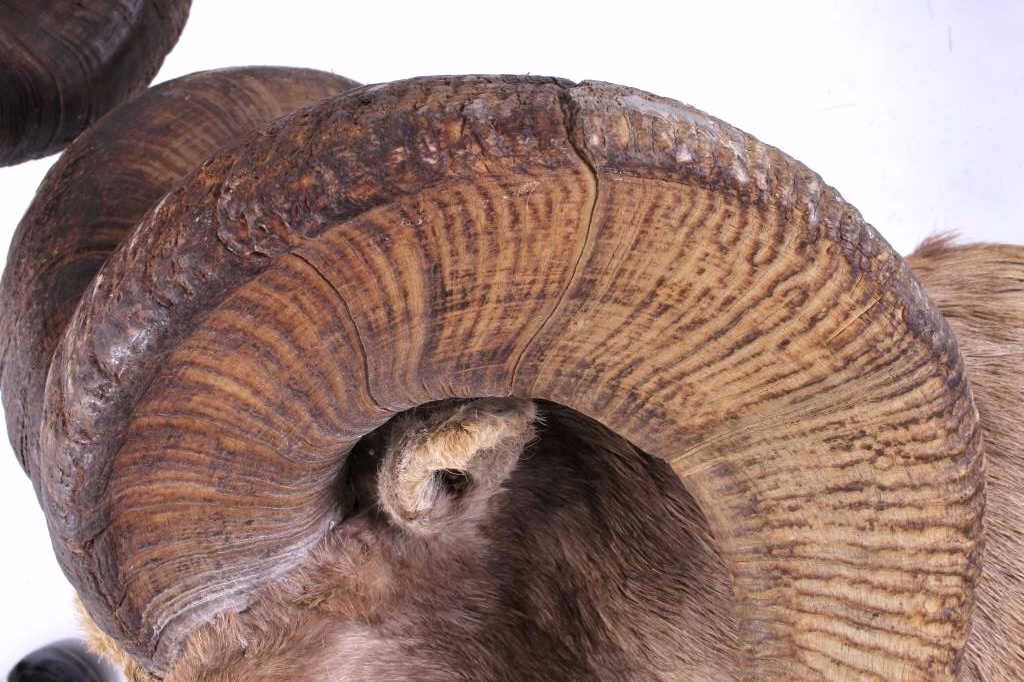 Bighorn Sheep Ram Two Full Mounts Charging