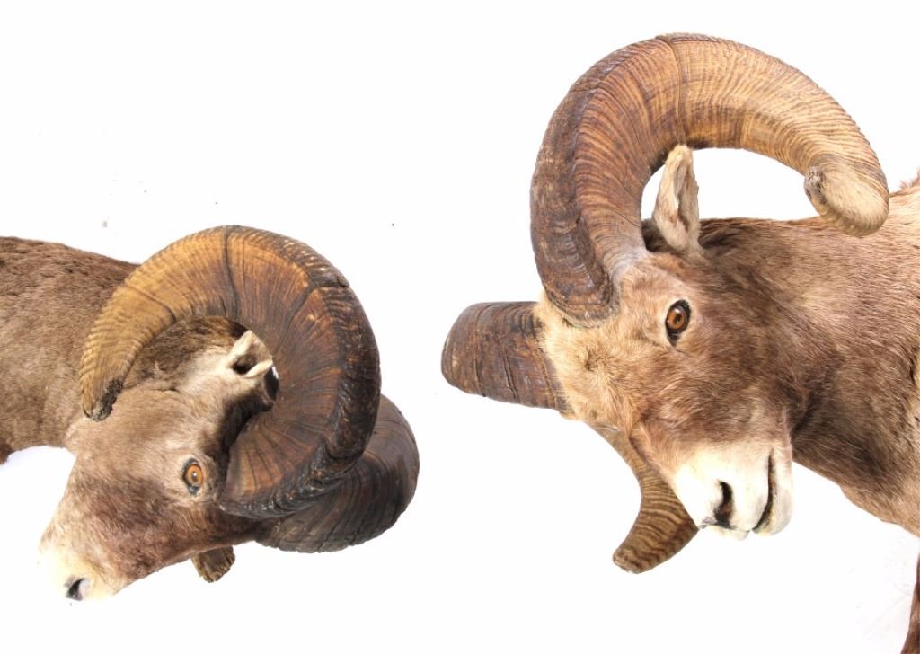 Bighorn Sheep Ram Two Full Mounts Charging