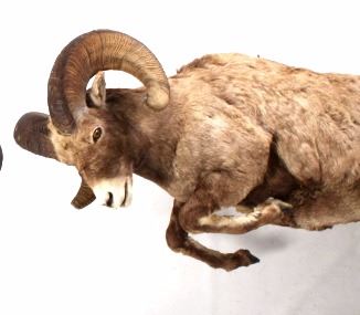 Bighorn Sheep Ram Two Full Mounts Charging