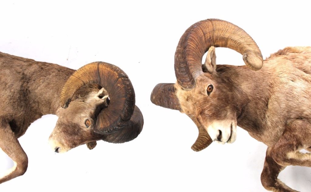 Bighorn Sheep Ram Two Full Mounts Charging