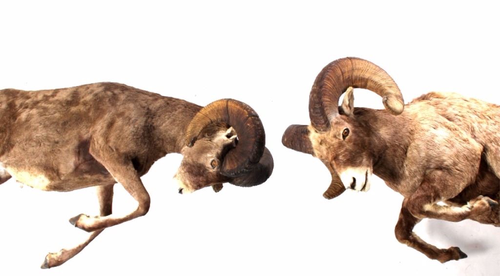 Bighorn Sheep Ram Two Full Mounts Charging