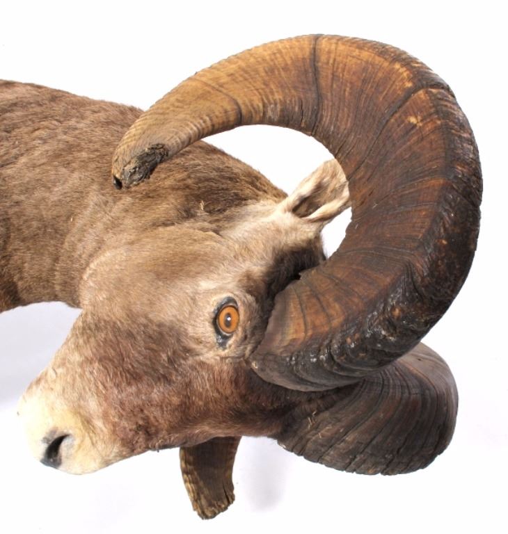 Bighorn Sheep Ram Two Full Mounts Charging