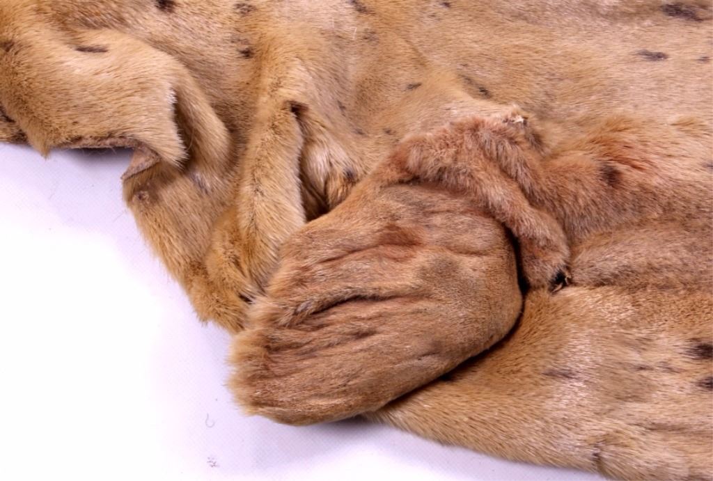Leopard Seal Skin Rug