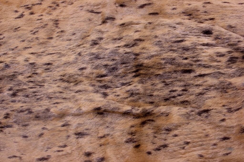 Leopard Seal Skin Rug