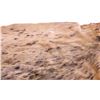Leopard Seal Skin Rug