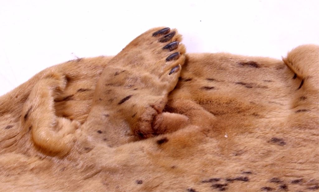 Leopard Seal Skin Rug