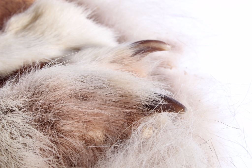 Eskimo Inuit Caribou Wolf & Seal Mask Set (2)