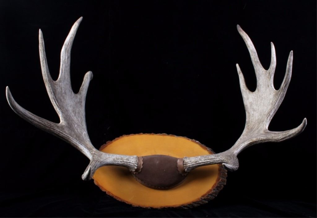 Montana Shiras Moose European Antler Mount