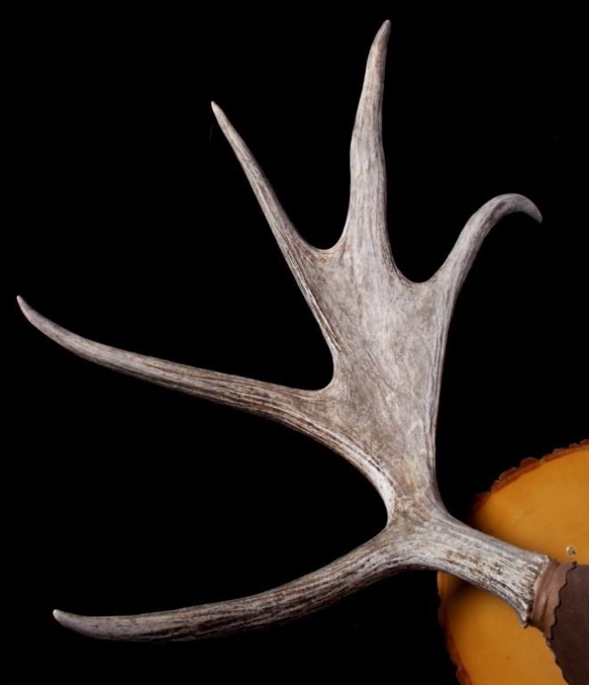 Montana Shiras Moose European Antler Mount