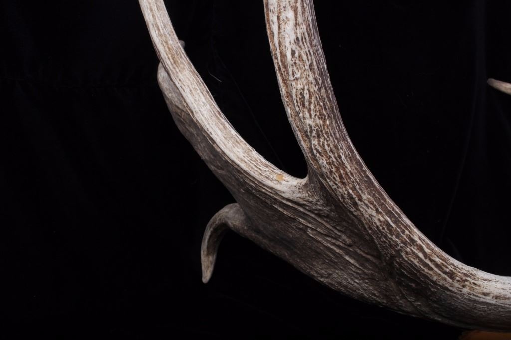 Montana Shiras Moose European Antler Mount