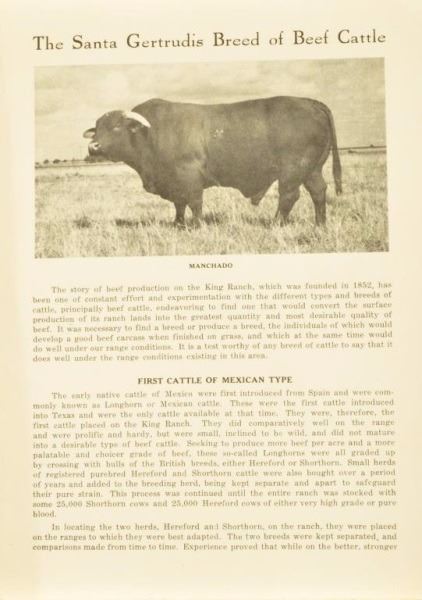 Original King Ranch Santa Gertrudis Cattle Catalog