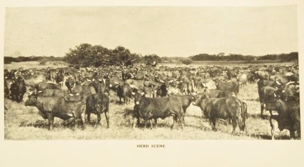 Original King Ranch Santa Gertrudis Cattle Catalog