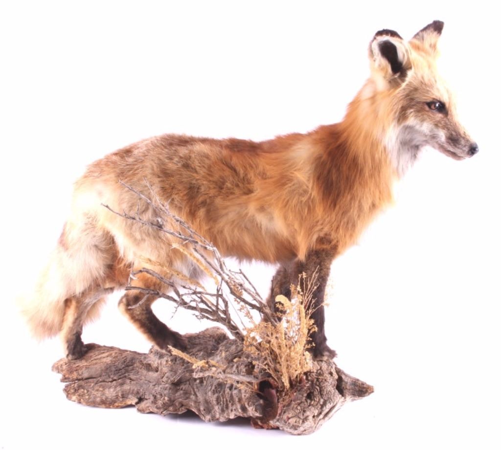 Montana Full Body Fox Taxidermy Mount