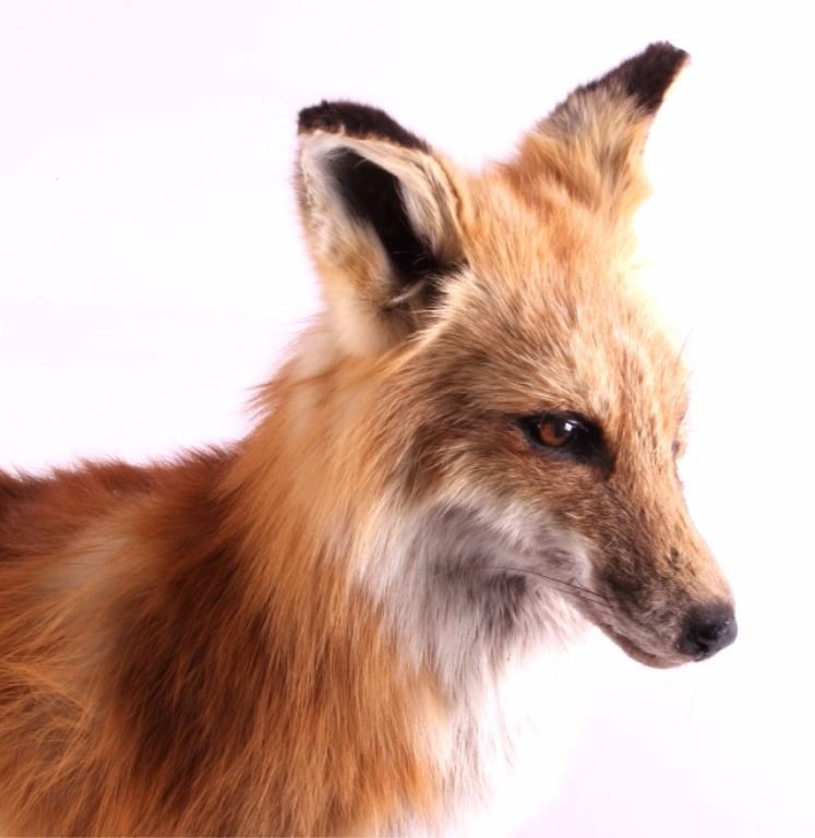 Montana Full Body Fox Taxidermy Mount