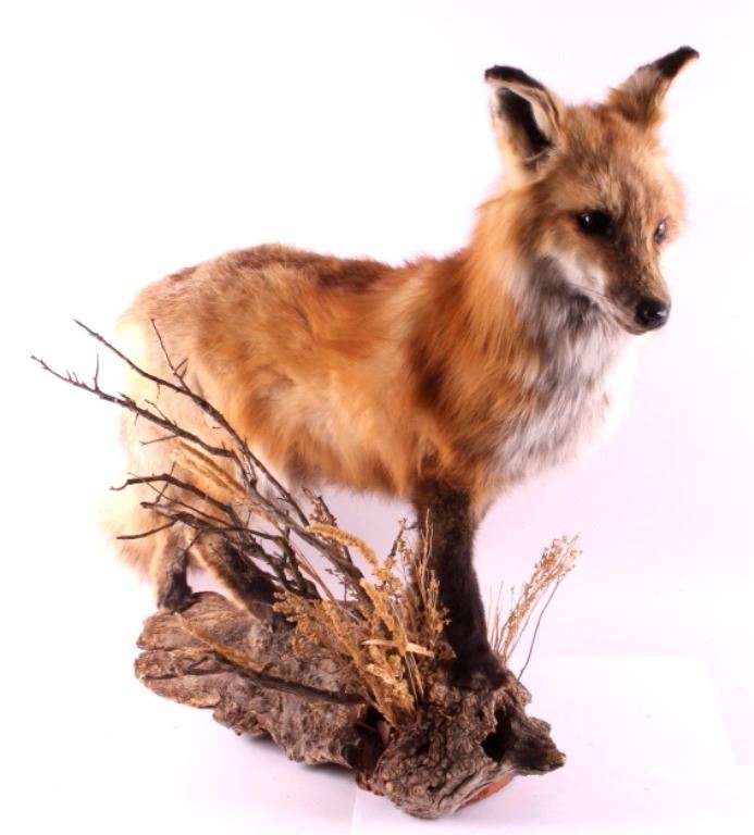 Montana Full Body Fox Taxidermy Mount