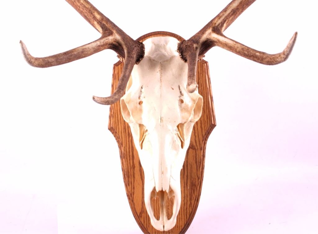 Montana European Elk Mount