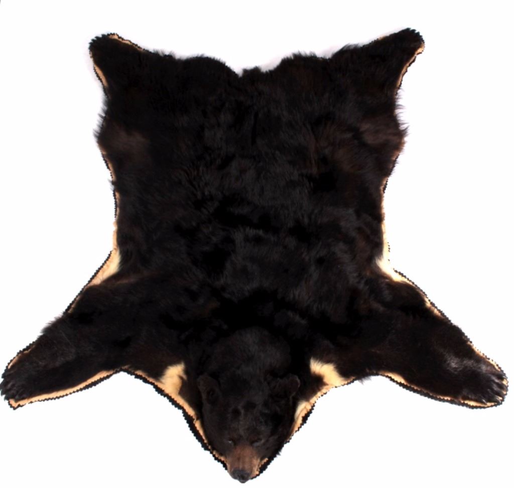 Large Montana Black Bear Rug Mount