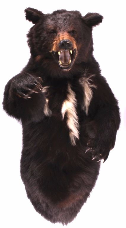 Montana Black Bear Half Body Taxidermy Wall Mount