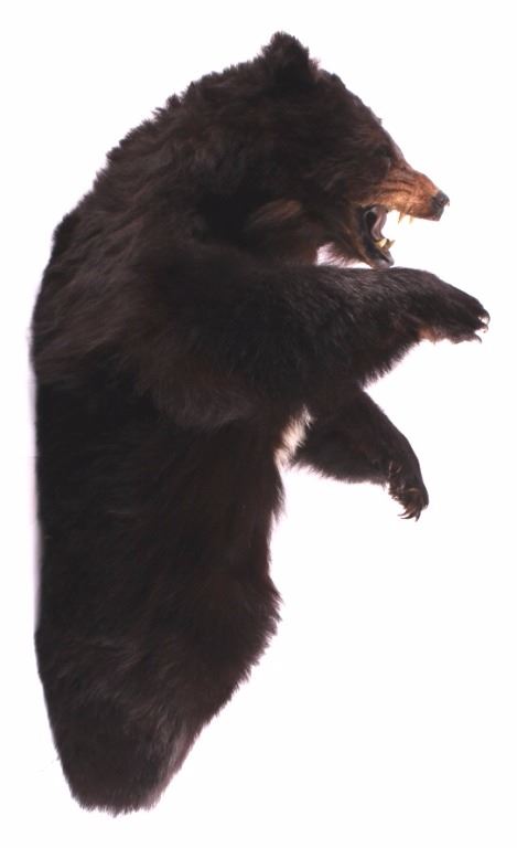Montana Black Bear Half Body Taxidermy Wall Mount