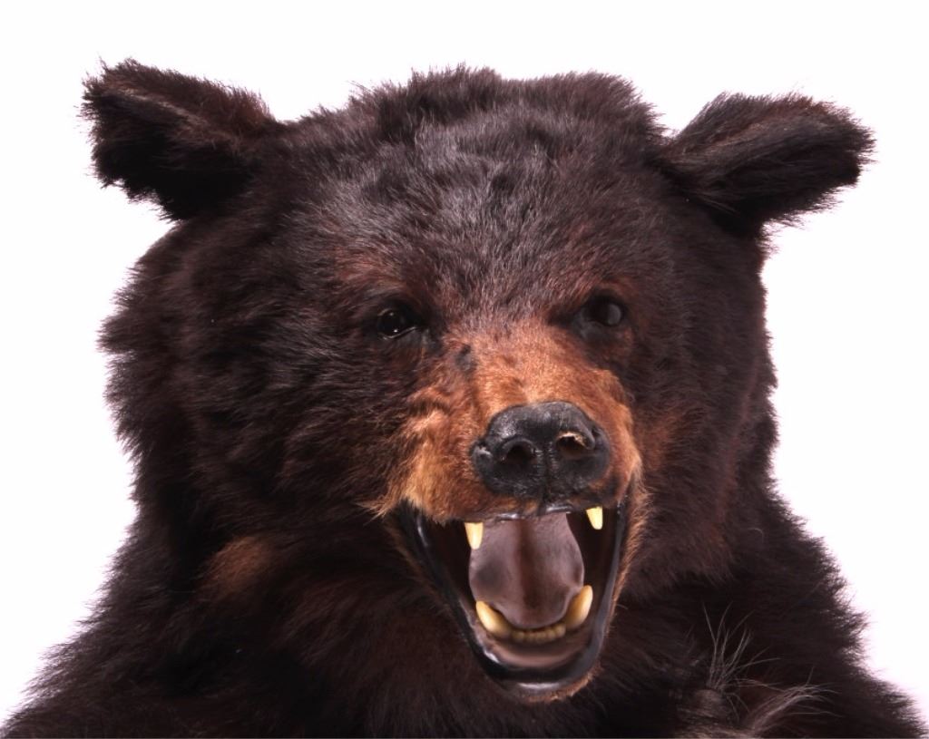 Montana Black Bear Half Body Taxidermy Wall Mount