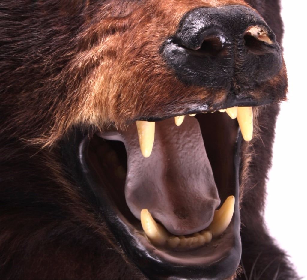 Montana Black Bear Half Body Taxidermy Wall Mount