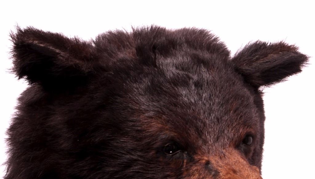 Montana Black Bear Half Body Taxidermy Wall Mount