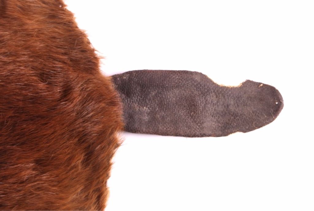 Tanned Montana Beaver Hide with Tail