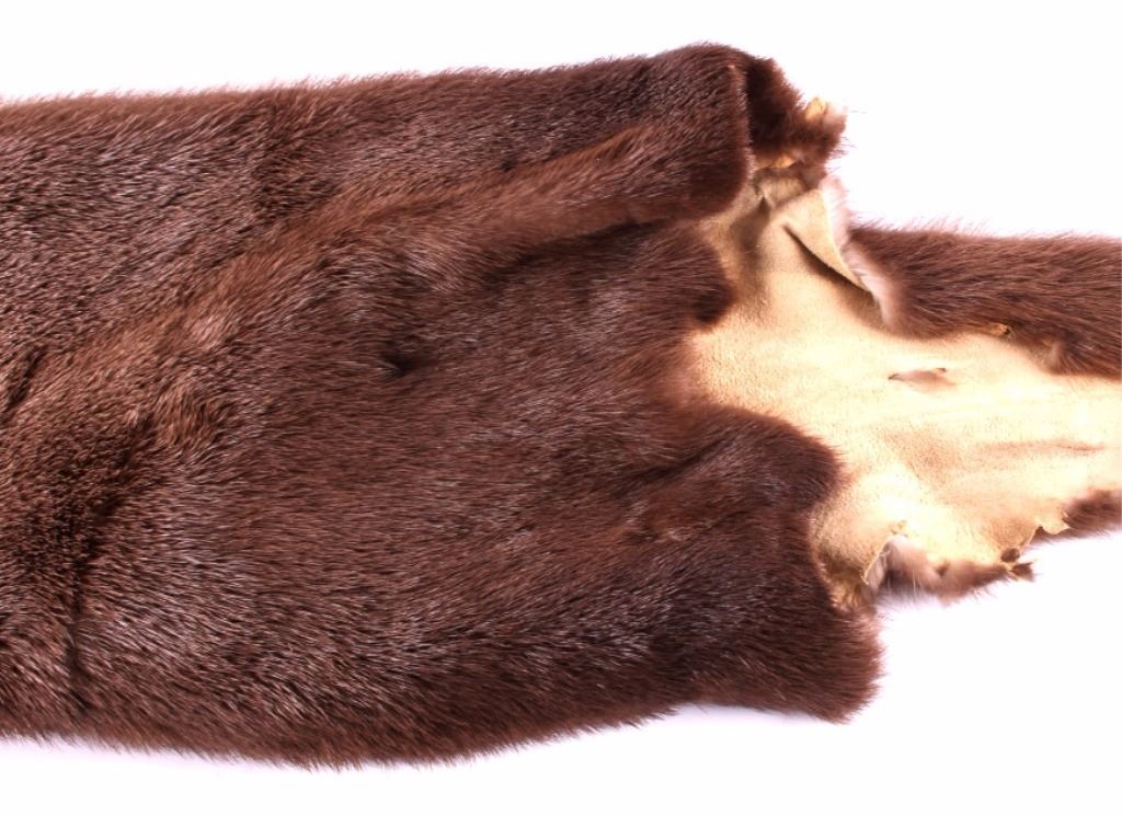 Montana Tanned River Otter Fur Hide