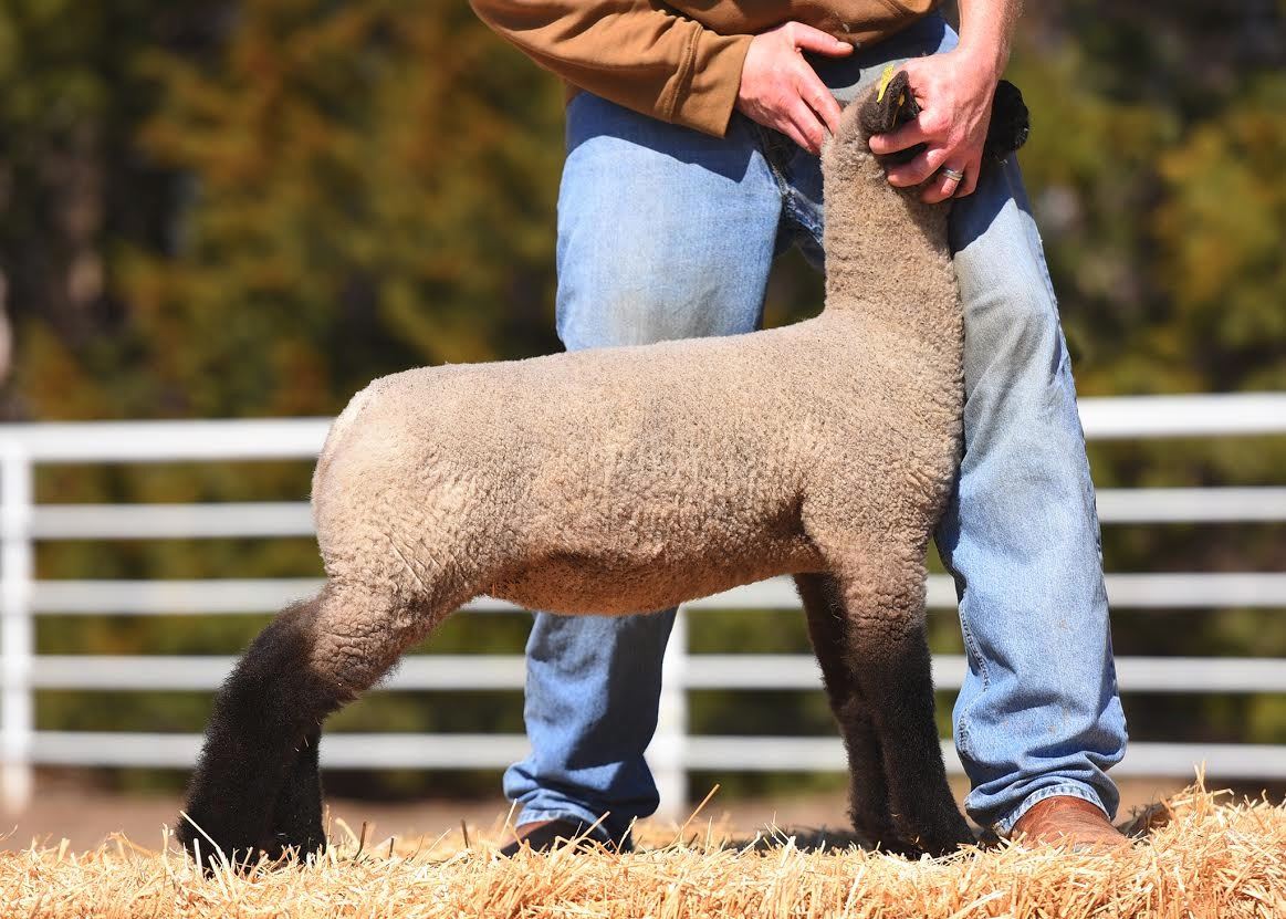 Hobbs Show Lambs