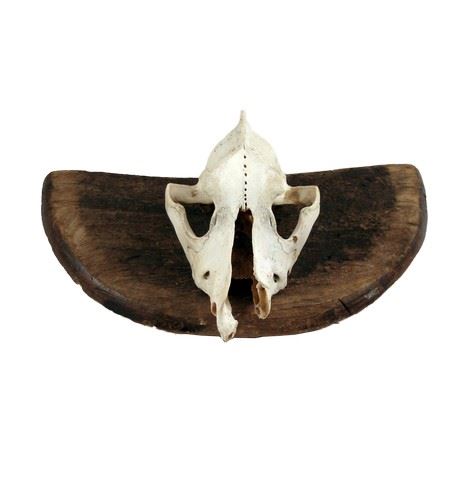 The Walking Dead Skull Movie Props