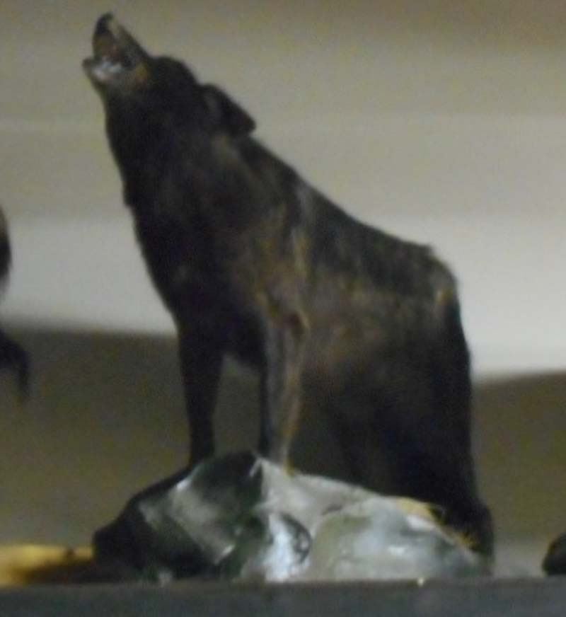 FULL GROWN BLACK WOLF HOWLING TAXIDERMY MOUNT W/ STAND
