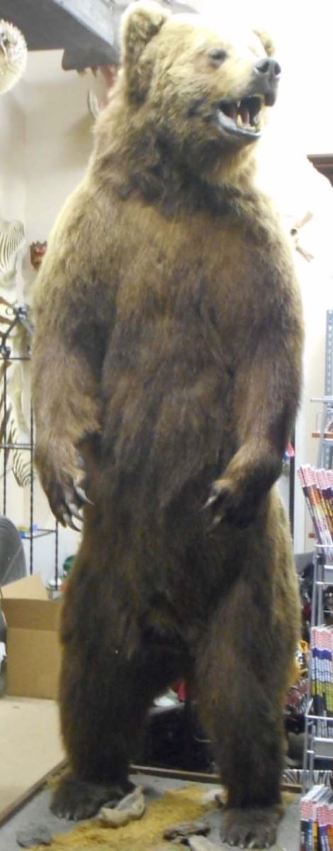 FULL SIZE STANDING BROWN BEAR TAXIDERMY MOUNT WITH STAND