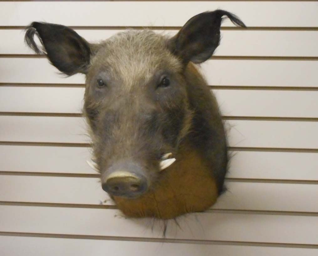 WILD BOAR HEAD W/ TUSKS TAXIDERMY MOUNT