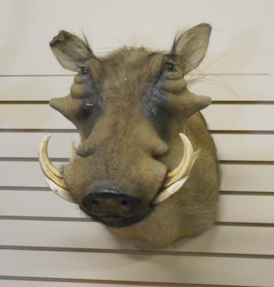 WILD BOAR HEAD W/ TUSKS TAXIDERMY MOUNT