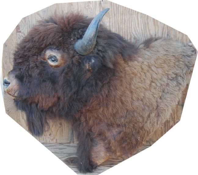 shoulder mount buffalo bull,