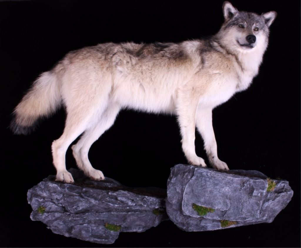 Montana Full Body Timber Wolf Full Body Mount