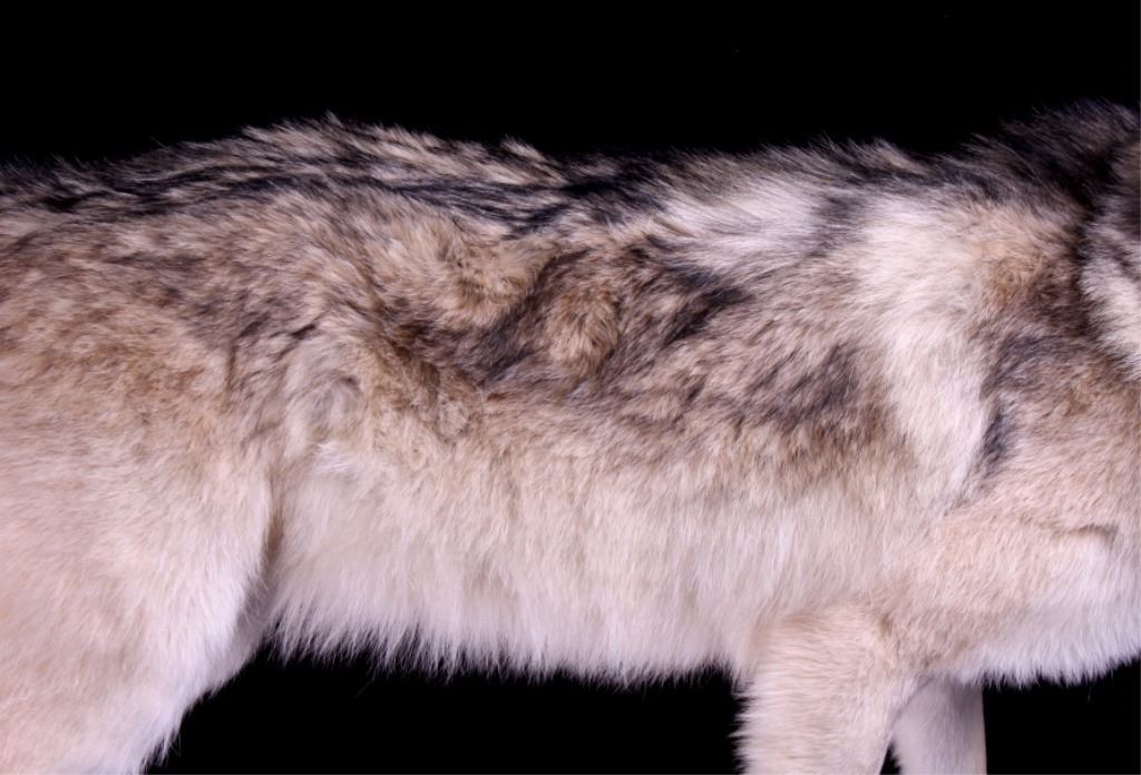 Montana Full Body Timber Wolf Full Body Mount