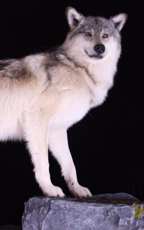 Montana Full Body Timber Wolf Full Body Mount