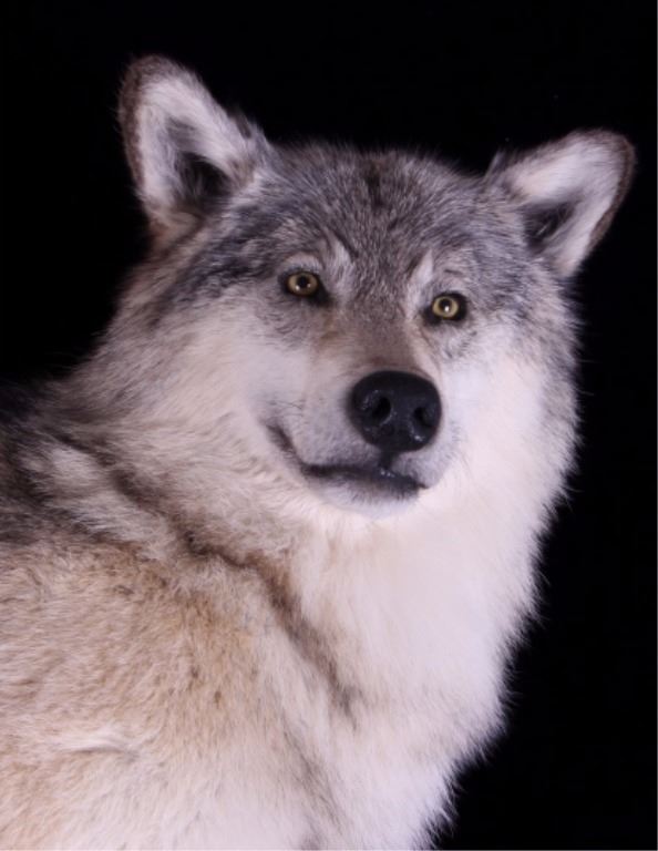 Montana Full Body Timber Wolf Full Body Mount