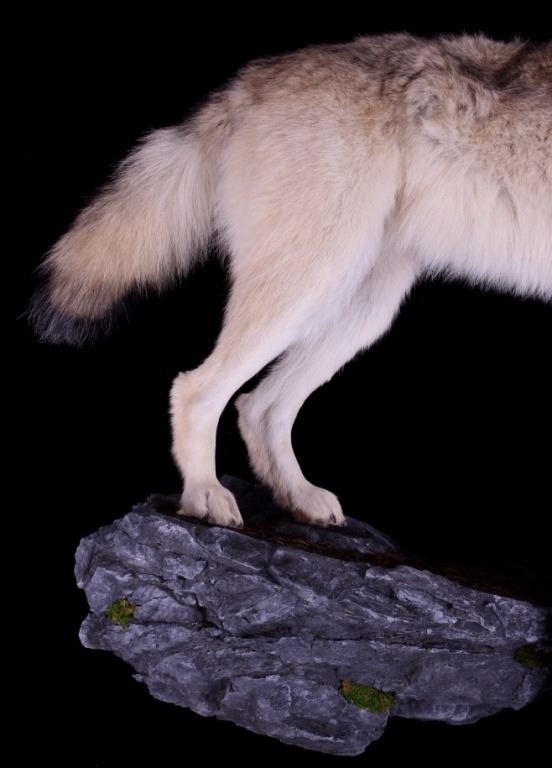 Montana Full Body Timber Wolf Full Body Mount